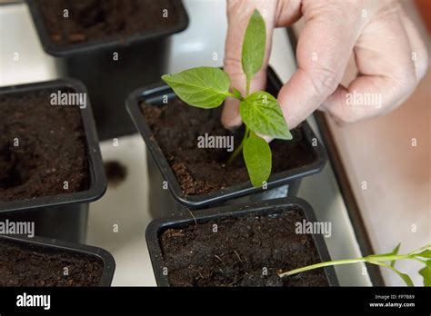 Seedlings On The Vegetable Tray Stock Photo Alamy