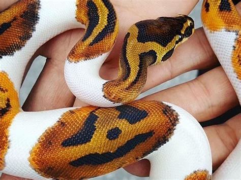 Pumpkin Pied Ball Python