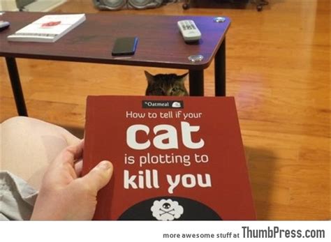 How To Tell If Your Cat Is Ploting To Kill You