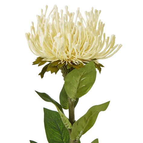 Cream Protea Lorea Stem Wholesale By Hill Interiors