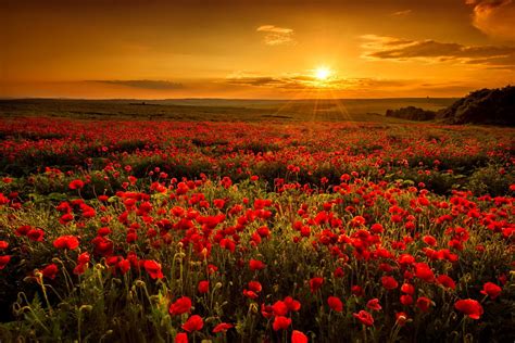 Sunlit Poppy Field Natures Fiery Red Horizon Hd Wallpaper