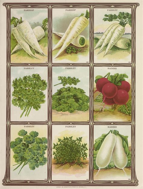 Parsnip Parsley Radish By Genesee Valley Lithograph Co Artvee