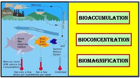 Bioaccumulation Diagram