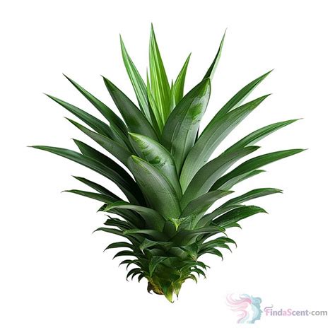 Pineapple Leaf Note Perfume And Fragrant Notes