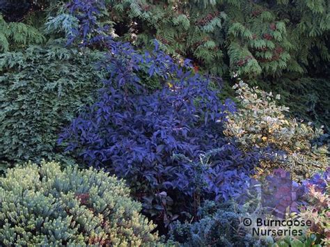Sambucus Nigra 'Black Beauty' from Burncoose Nurseries