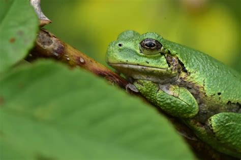 Tree Frogs In Missouri 5 Frogs You Ll Find Living In Trees