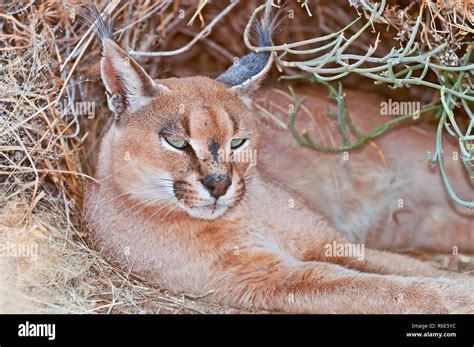 The Caracal Caracal Caracal Is A Medium Sized Wild Cat Native To