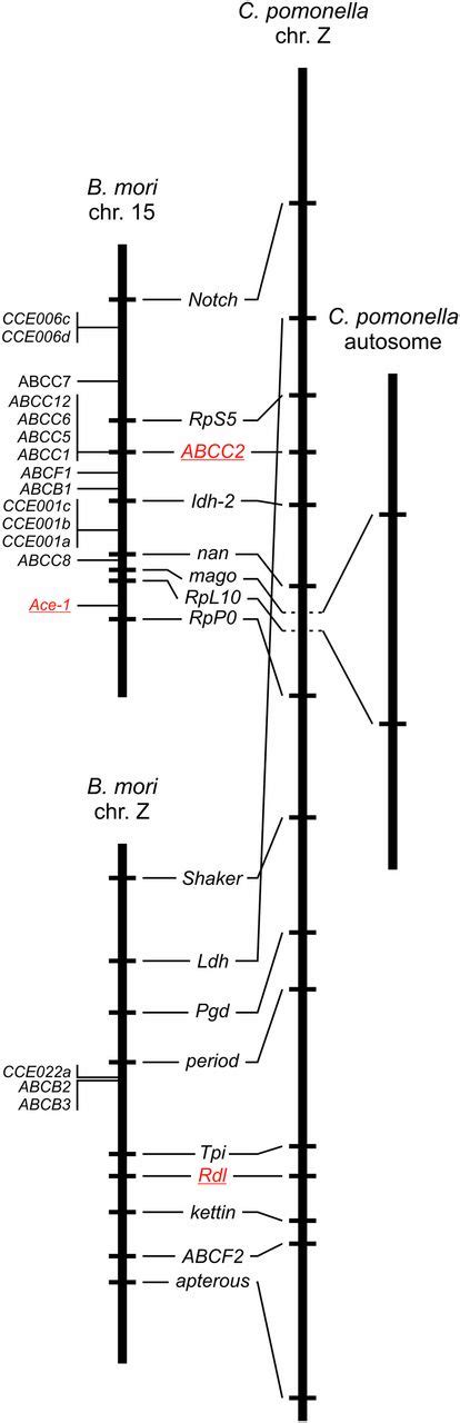 Neo Sex Chromosomes And Adaptive Potential In Tortricid Pests PNAS