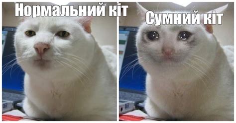 Комикс мем Нормальний кіт Сумний кіт Комиксы Meme
