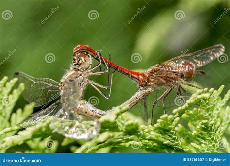 Dragonflies Mating On A Tree Branche Stock Image Image Of Mating Drawing