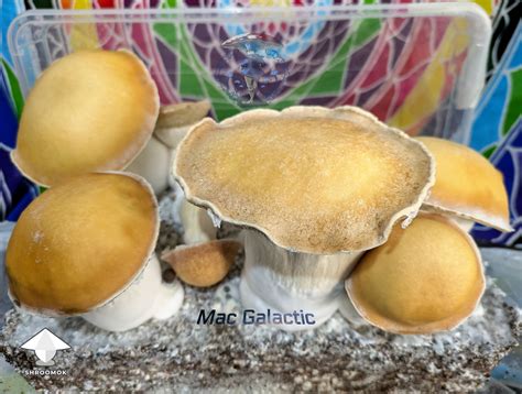 Mac Galactic Gallery On Shroomok