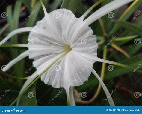 Cloce Up Beach Spider Lily Is A Plant Species Of The Genus Stock Photo Image Of Environment