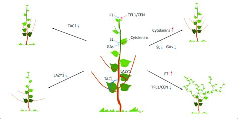 regulation of crown architecture in trees diagram in the middle