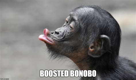 Boosted Bonobo Imgflip