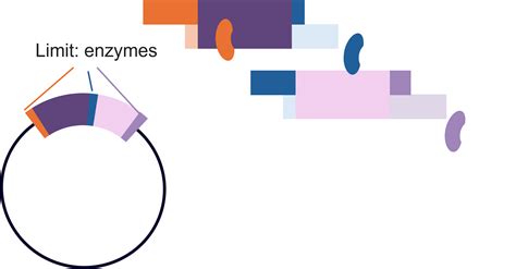 Restriction Enzymes For Modular Cloning