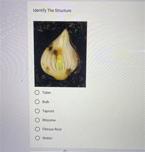 Solved Identify The Structure Tuber Bulb Taproot Rhizome
