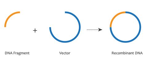 Addgene Molecular Biology Reference
