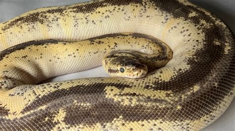 I Have Thousands Of Ball Pythons Lets Take A Look At Some Of My