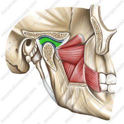 Temporomandibular Joint Easy Anatomy 3d