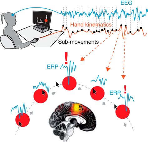 Action Monitoring Cortical Activity Coupled To Submovements Eneuro