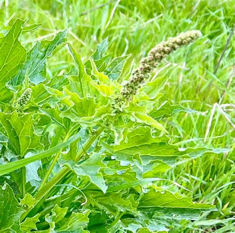 Chenopodium Californicum Calflora