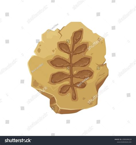 20 Fossil Stamp Fern Stock Vectors And Vector Art Shutterstock