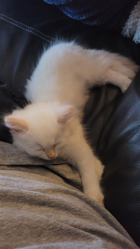 Failed Attempt To Ignore Rkittens