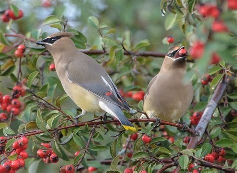 Cedar Waxwing Facts Habitat Diet Life Cycle Pictures