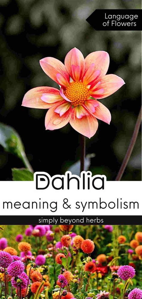 Dahlia Flower Meaning And Symbolism SimplyBeyondHerbs