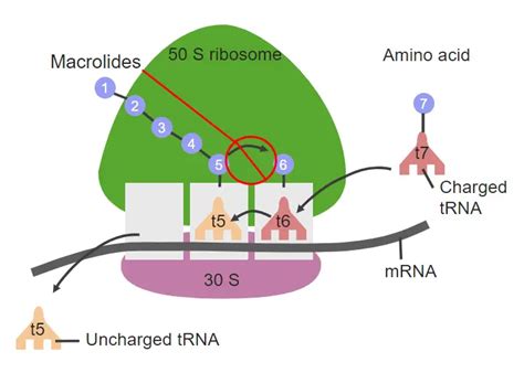 Eritromicina mecanismo de acción indicaciones y precauciones Mecanicos Valencia