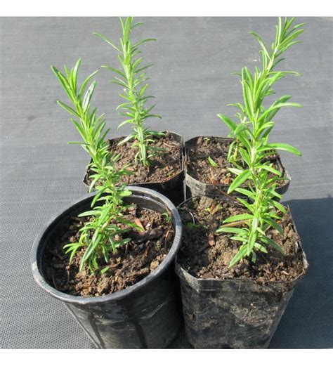 Rosemary Seedling