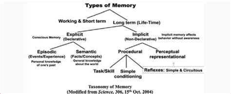 Different Categories Of Memory As Described In The Text Have Been Shown Download Scientific