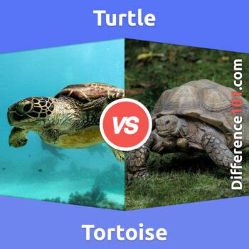 Turtle Vs Tortoise Key Differences Pros Cons Similarities Difference