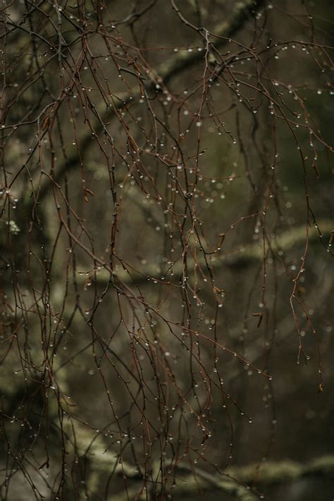 빗속에서 나뭇가지에 새가 앉아 있다 사진 Unsplash의 무료 샌드 이미지