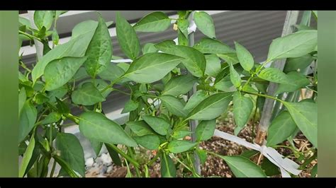 수확의 계절 풍요로운 텃밭 둘러보기 오이 모종 간편하게 매일 물주기방법 Youtube