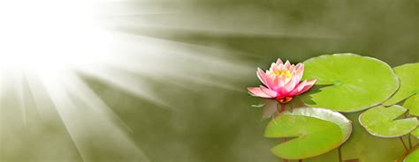 이미지 바하이 아이리스입니다 굴절률은 저수시설 연꽃과에 대한 스톡 사진 및 기타 이미지 연꽃과 0명 개념 Istock