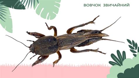 Презентація Біологія 7 клас НУШ Практична робота Виявлення прикладів пристосувань у комах до