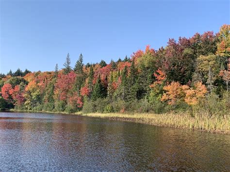 Lake Cecebe Fall Leaves Videos 705 Black Fly