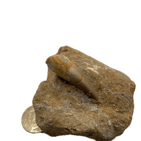 Genuine Fossil Plesiosaurus Mauritanicus Tooth On Matrix