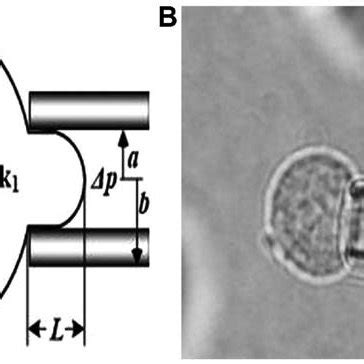 A Schematic Representation Of A Standard Linear Viscoelastic Model Download Scientific