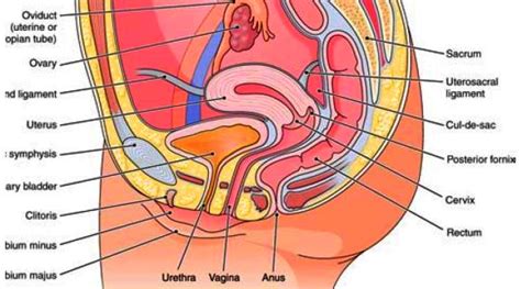 Female Reproductive Organs Sagittal Section