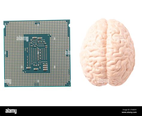 Human Brain Anatomical Model With Cpu Processor Microchip Isolated On White Background Stock
