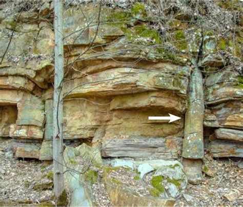 Polystrate Trees And ‘fossil Forests Explained By Flood Log Mats ·