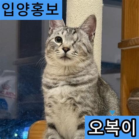 강아지무료분양 고양이무료분양 강아지무료파양 고양이무료파양 강아지무료입양 고양이무료입양 직접 소통하셔서 입양 해 주세요🙏 보호자연락처 010 4943 0364 이름