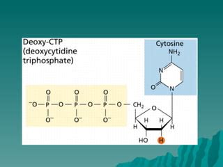 Structure Of Dna And Replication2012 PPT