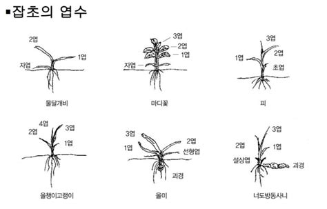 잡초의 분류사초과화본과광엽잡초 네이버 블로그