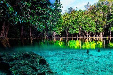 Tripadvisor Tour Por La Jungla A Emerald Pool Krabi Hot Spring Y