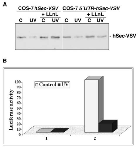 Uv Irradiation Provokes Speci Fi C Hsecurin Protein Synthesis