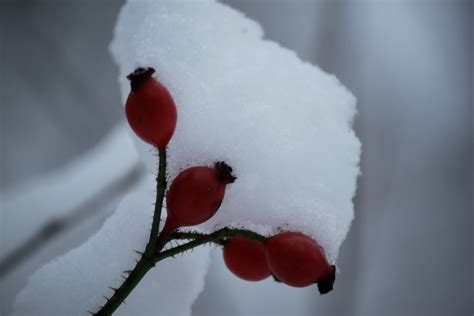 무료 이미지 분기 눈 겨울 식물 화이트 꽃잎 빨간 날씨 닫다 동결 매크로 사진 3456x2304 175756 무료 이미지 Pxhere