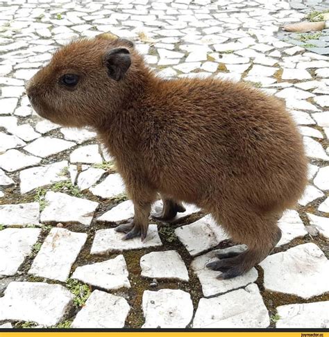 Капибара веселящаяся на этой картинке Капибара смешные Фото №923525